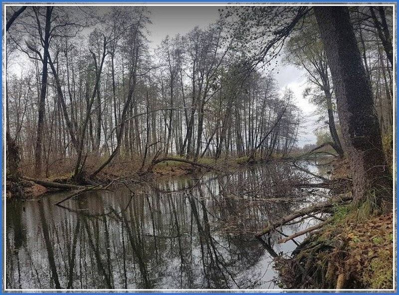 Великий Змей продолжает охоту. Аномалии Шатурских лесов | Аналитика ...